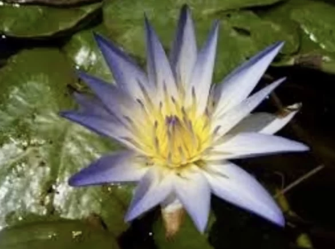 Blue Lotus the Sacred Flower of Kemet - Isis Temple Shop